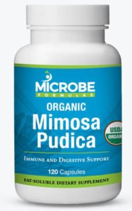 Microbe Formulas Mimosa Pudica Review – Best Immune and Digestive ...